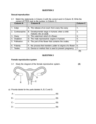 Grade 7 ns exam | DOCX