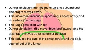 Grade 7 Respiration in organisms.pdf