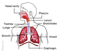 Grade 7 Respiration in organisms.pdf