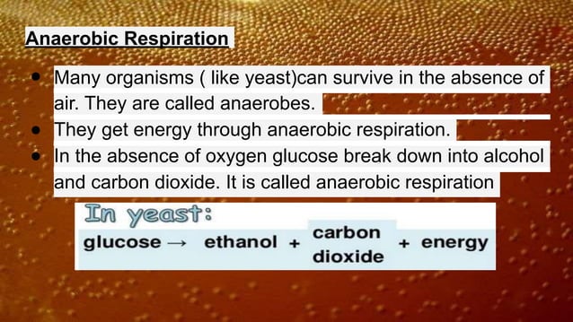 Grade 7 Respiration in organisms.pdf
