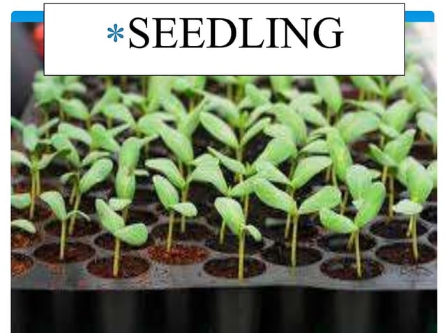 Perform Estimation and Calculation | PPTX