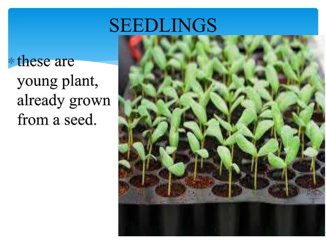 Perform Estimation and Calculation | PPTX