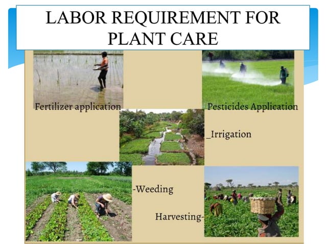 Perform Estimation and Calculation | PPTX