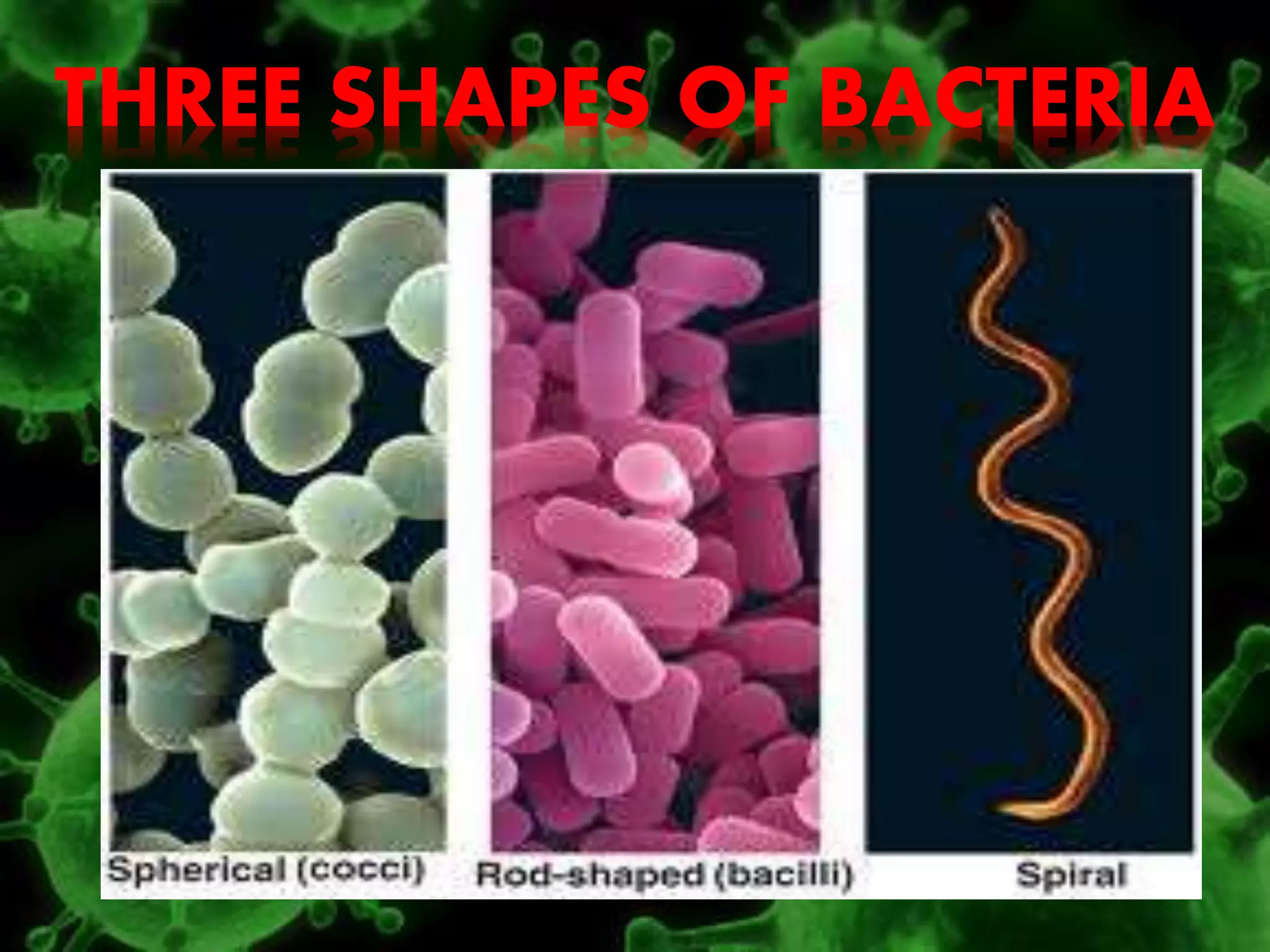 TYPES OF PATHOGEN (MAPEH 8 - HEALTH) | PPT