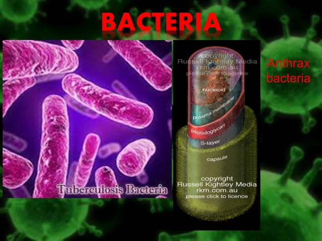 TYPES OF PATHOGEN (MAPEH 8 - HEALTH) | PPT | Infectious Diseases ...