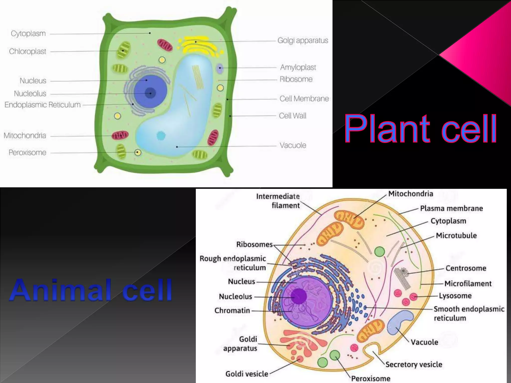 grade 8 Cell – the basic unit of life.pptx