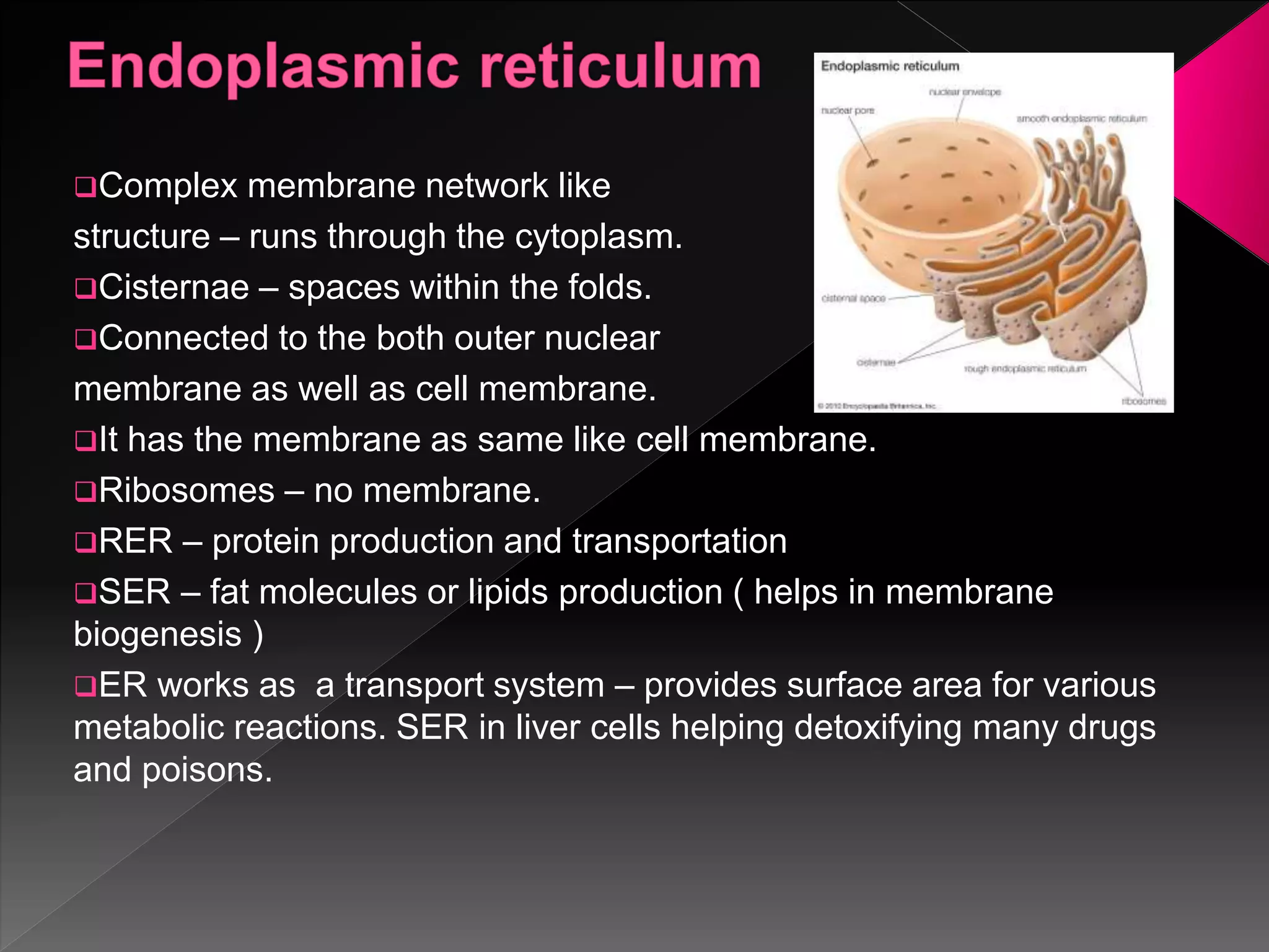 grade 8 Cell – the basic unit of life.pptx