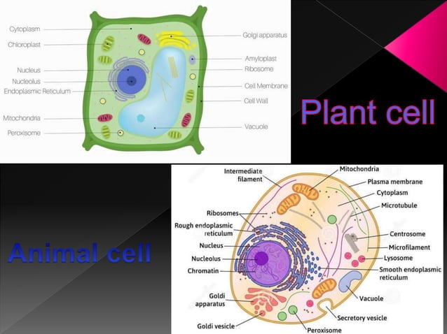 grade 8 Cell – the basic unit of life.pptx | Biological Sciences | Science