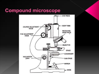 grade 8 Cell – the basic unit of life.pptx