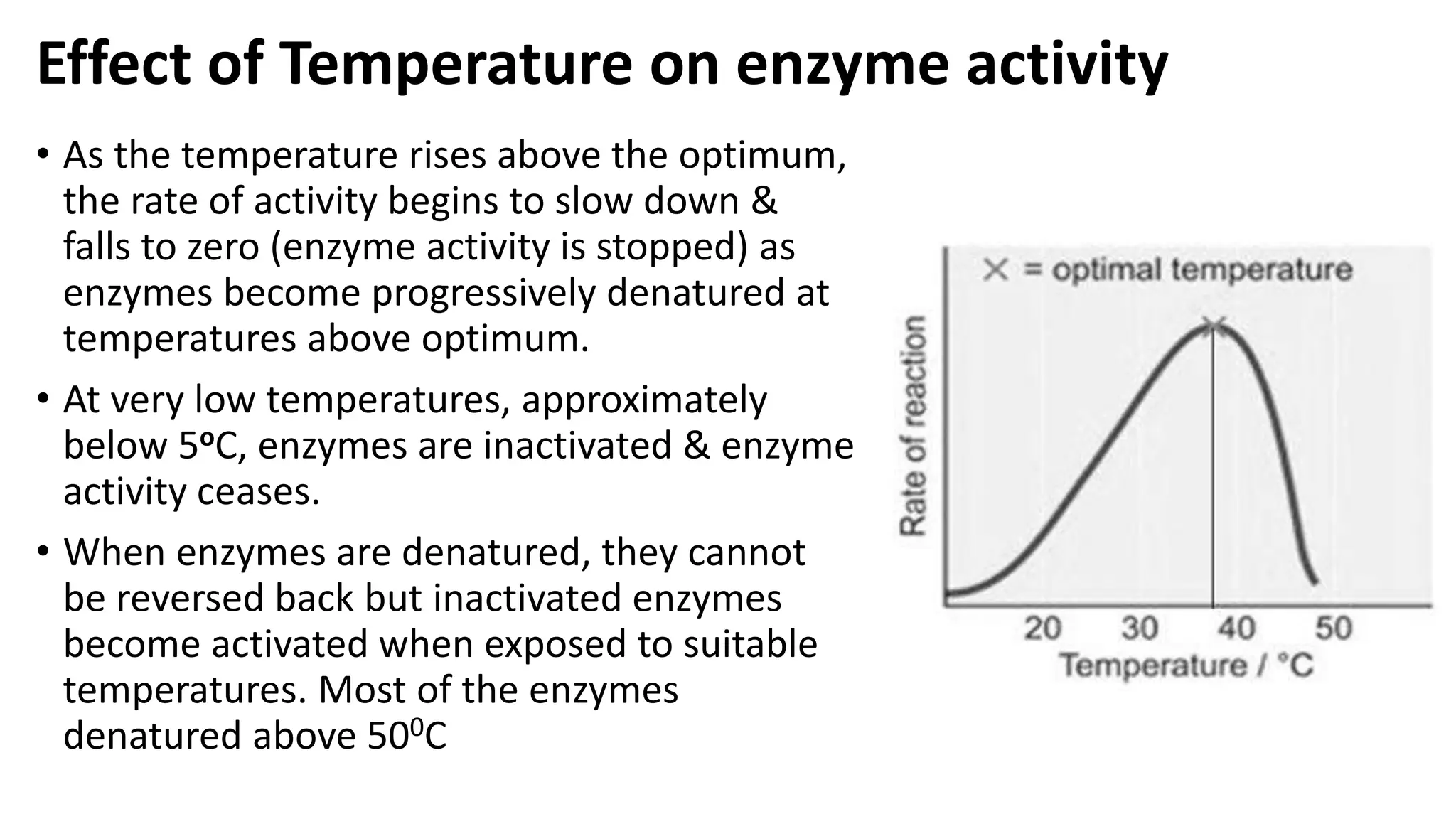 Grade 8 Chapter 4 Enzymes.pptx i | PPTX