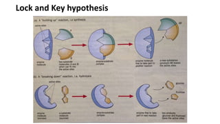 Grade 8 Chapter 4 Enzymes.pptx i | PPTX