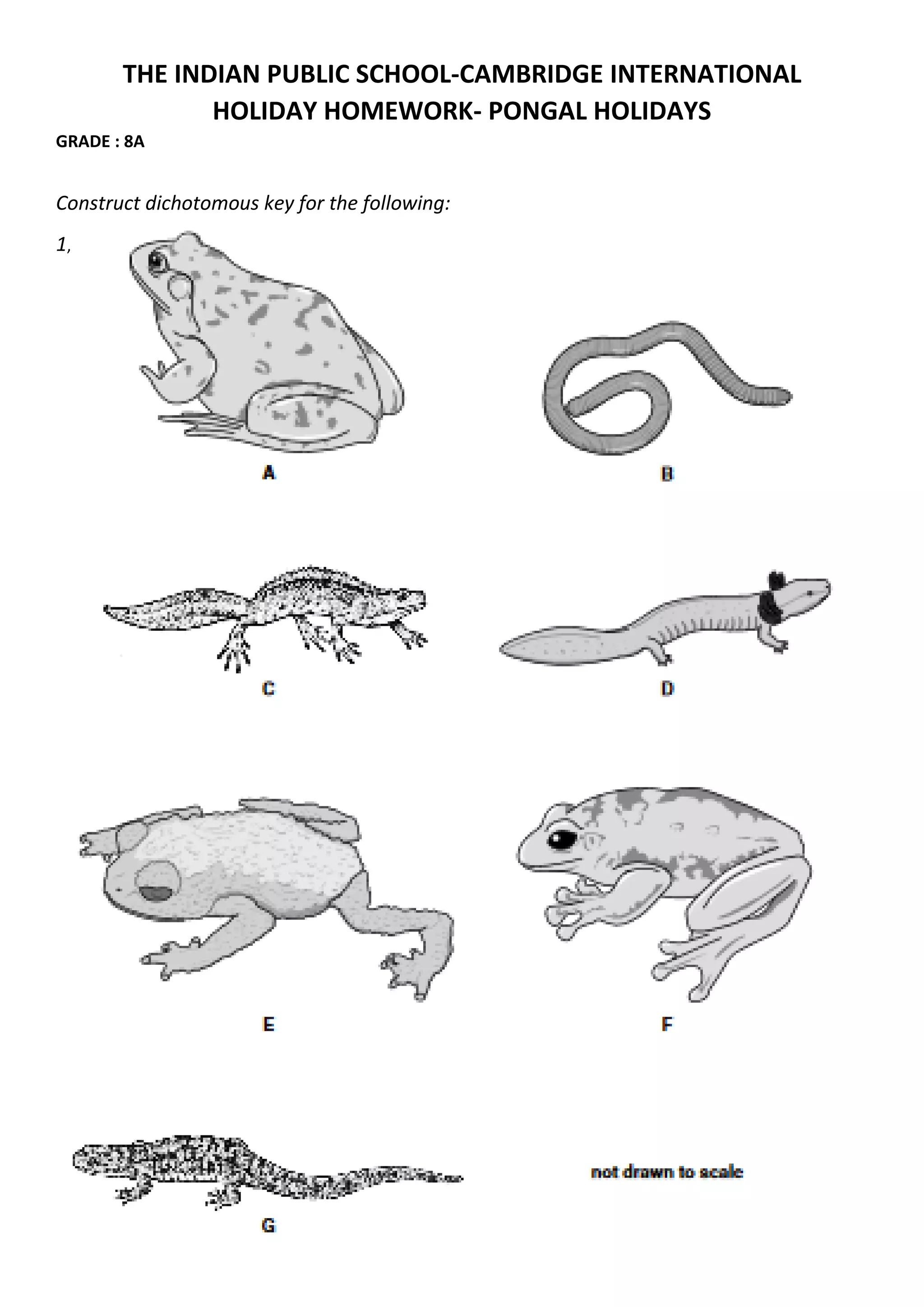 Dichotomous Key Worksheet Pdf Taxonomy Dichotomous Key Worksheet