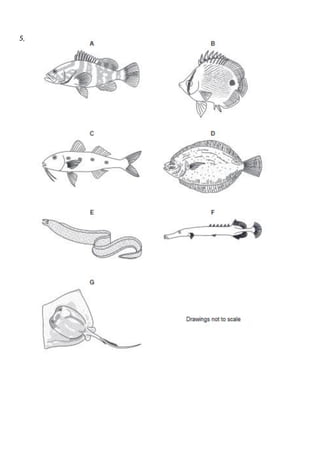 Dichotomous Key Worksheet Pdf Taxonomy Dichotomous Key Worksheet
