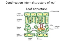 Grade 8 Nutrition in plants for 4 Quarter Exam grade 9 | PPTX ...