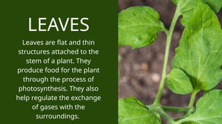 GRADE 8 SCIENCE PARTS OF THE PLANTS.pptx