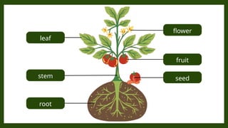 GRADE 8 SCIENCE PARTS OF THE PLANTS.pptx