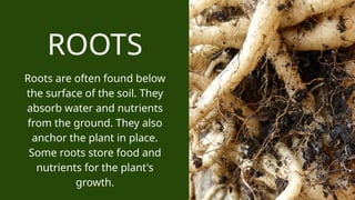 GRADE 8 SCIENCE PARTS OF THE PLANTS.pptx