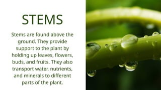 GRADE 8 SCIENCE PARTS OF THE PLANTS.pptx