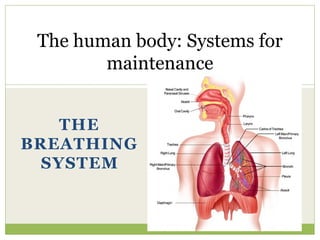 Grade 8 Topic 6 B The breathing system grade 8 [Autosaved].pptx