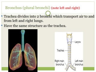 Grade 8 Topic 6 B The breathing system grade 8 [Autosaved].pptx