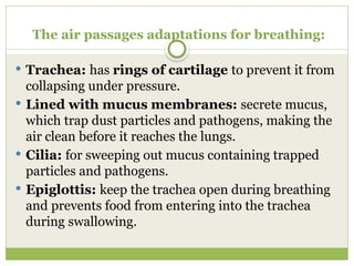 Grade 8 Topic 6 B The breathing system grade 8 [Autosaved].pptx