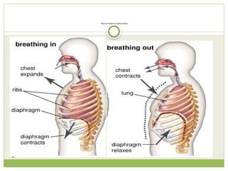 Grade 8 Topic 6 B The breathing system grade 8 [Autosaved].pptx