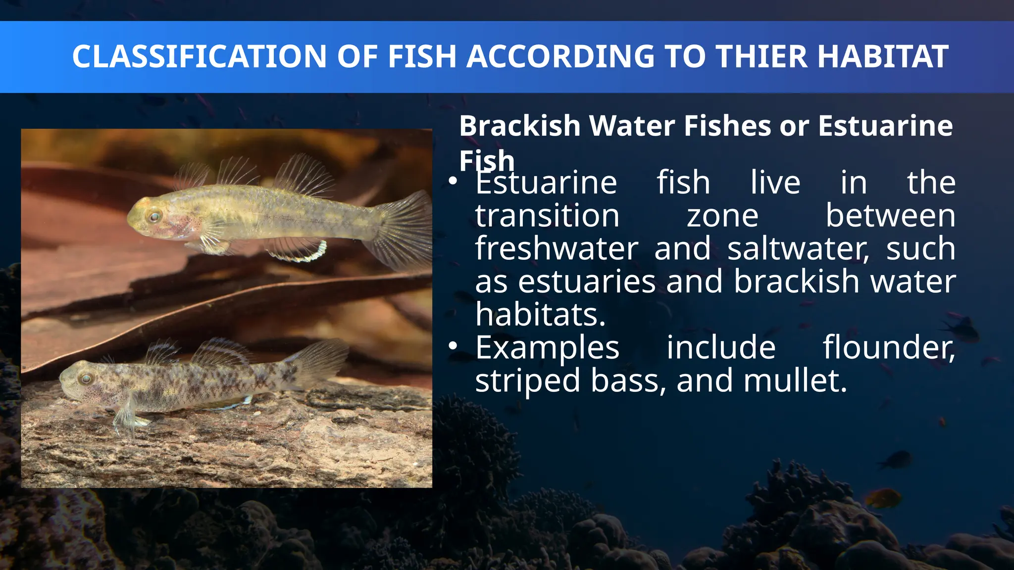 AQUACULTURE CAREER AND BUSINESS OPPORTUNITIES | PPTX