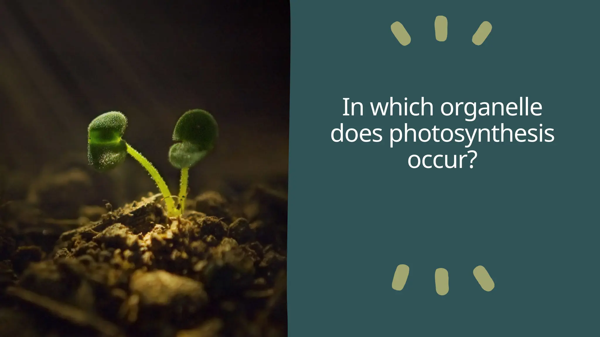 Grade 9-photosynthesis and respiration.pptx