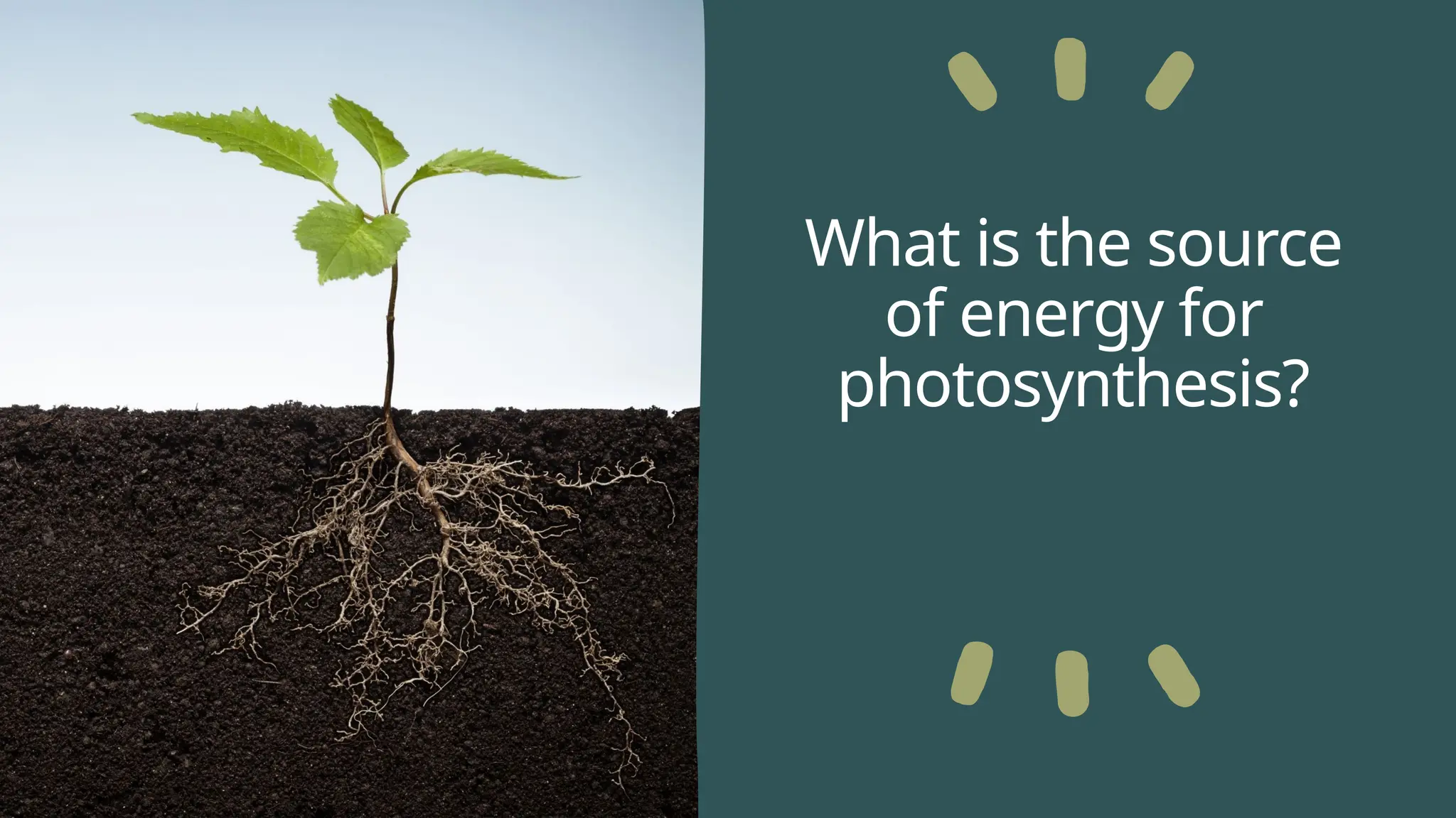 Grade 9-photosynthesis and respiration.pptx