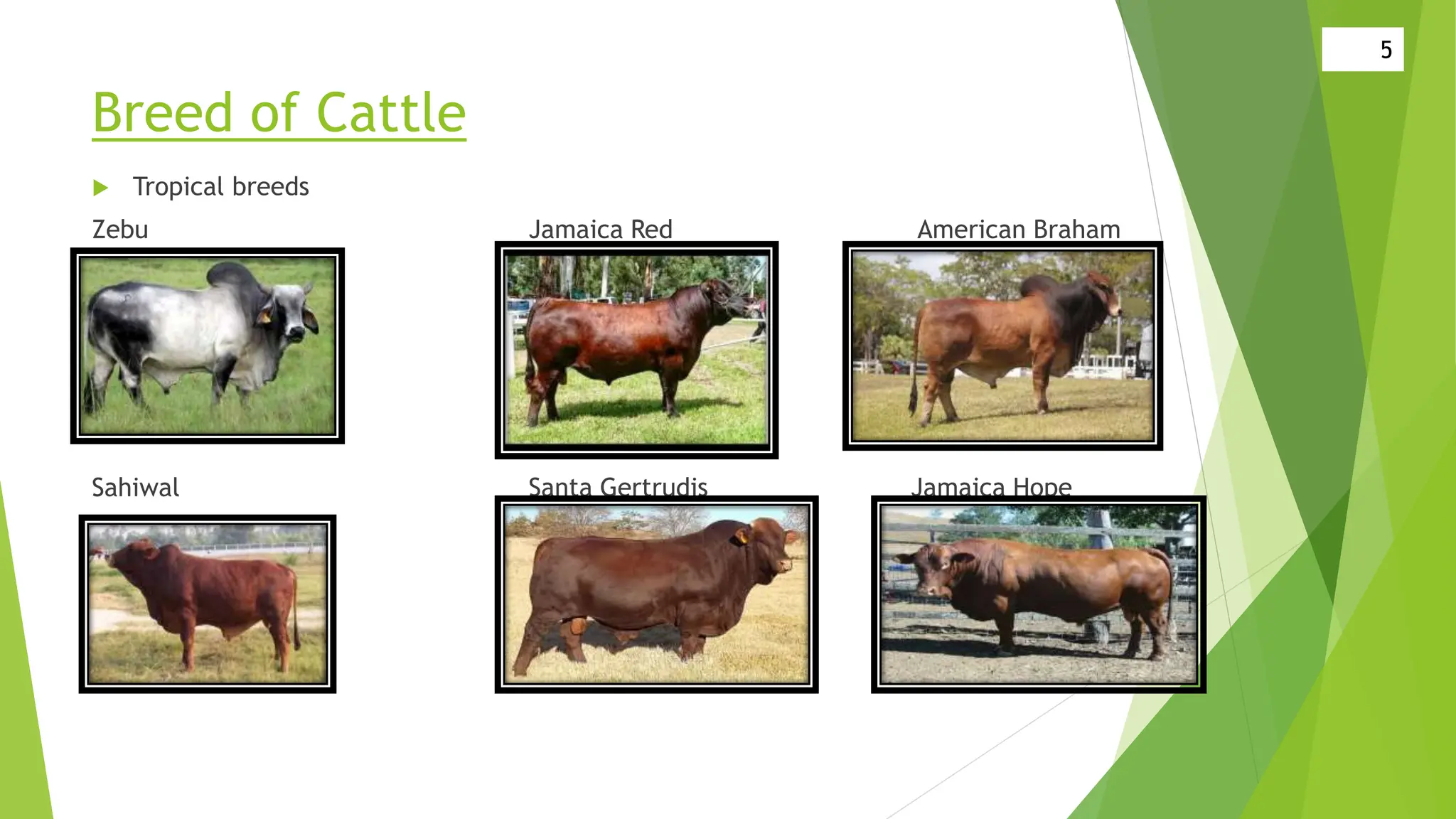 Grade 9 Agriculture Science Week 3 Lesson 1.pptx