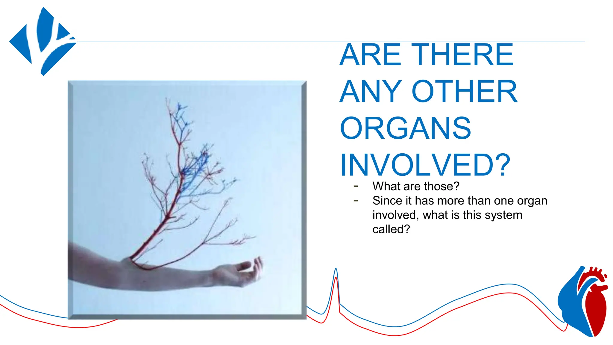 Grade 9 Circulatory System part 1 (parts).pptx
