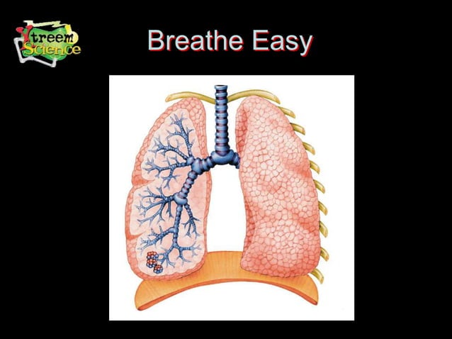 Grade_9_Respiratory_System | PPT