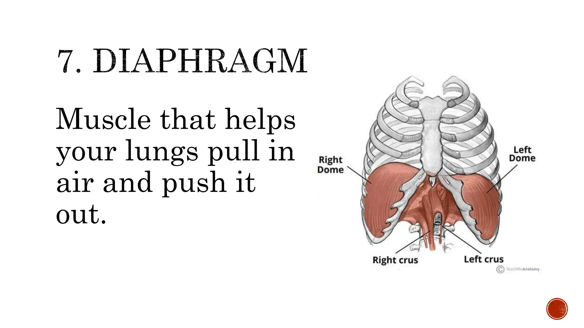 GRADE 9 RESPIRATORY SYSTEM.pptx