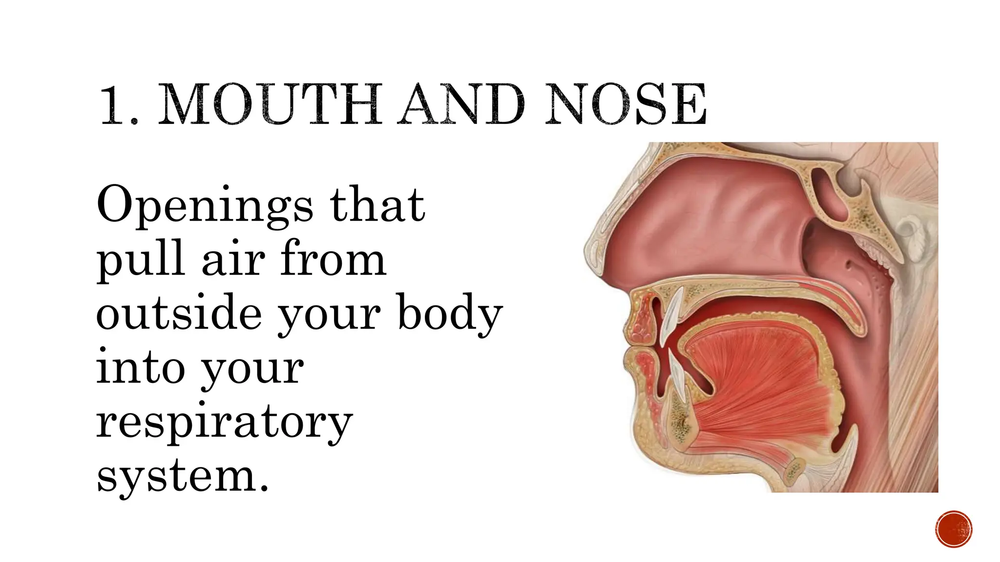 GRADE 9 RESPIRATORY SYSTEM.pptx