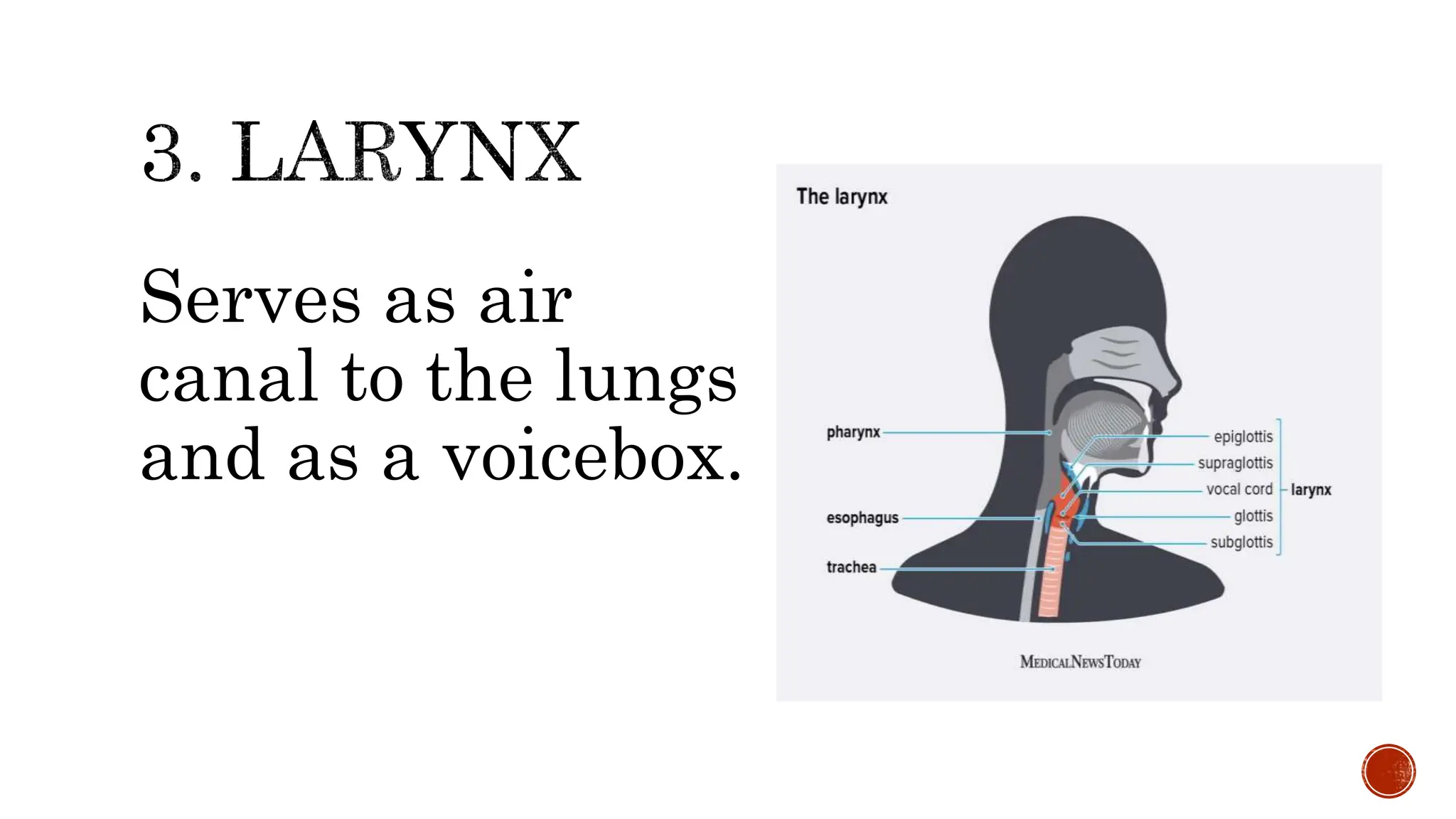 GRADE 9 RESPIRATORY SYSTEM.pptx