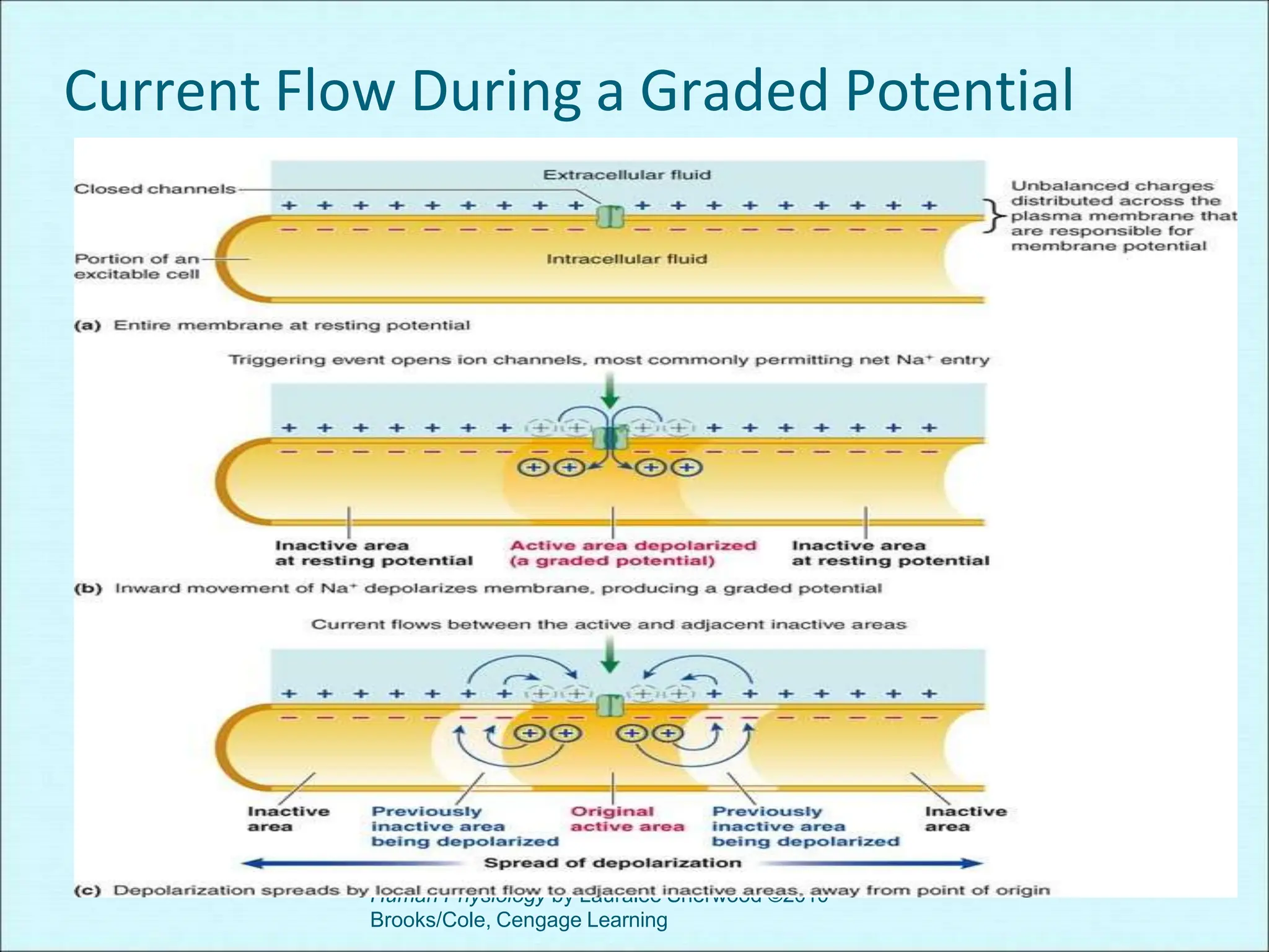 Graded and Action Potential in the membrane.pptx