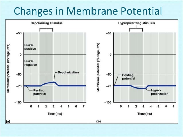 Graded and Action Potential in the membrane.pptx