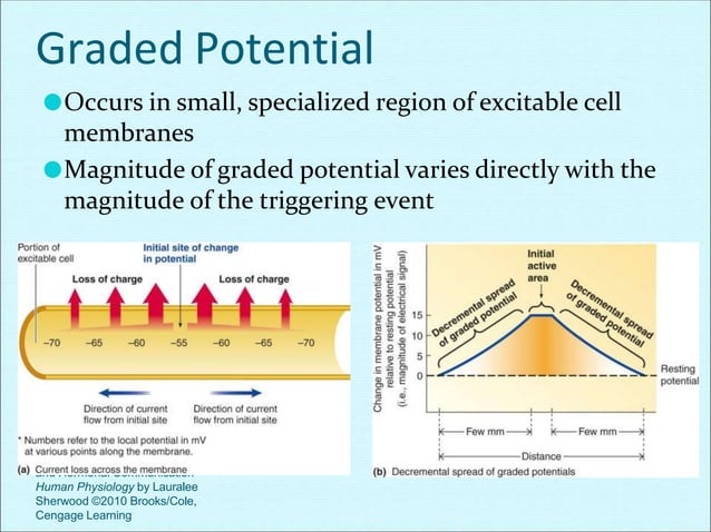 Graded and Action Potential in the membrane.pptx