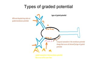 Graded potential | PPT