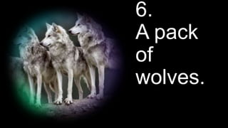 Grade III English 9 collective nouns. | PPTX
