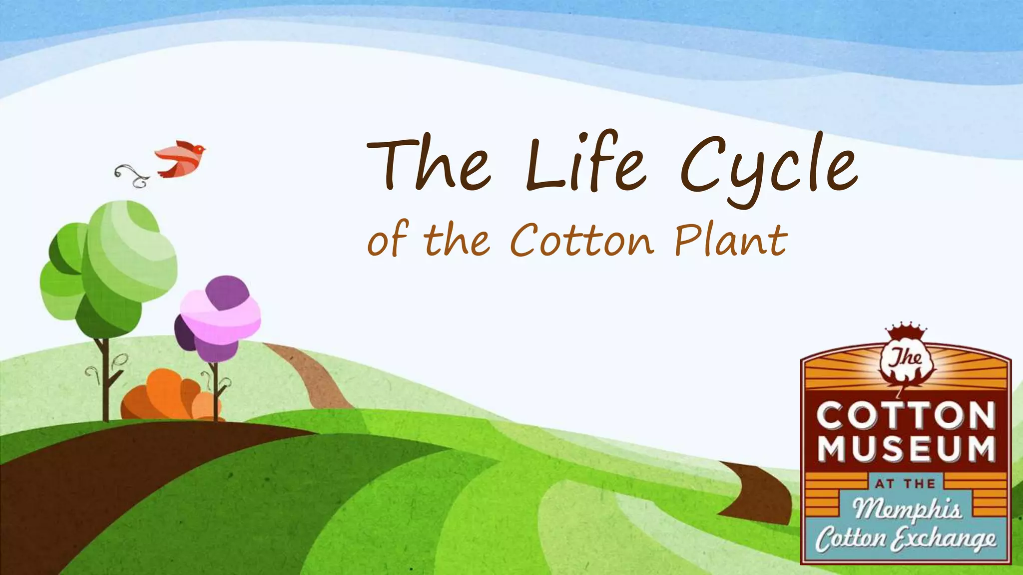 The Life Cycle of Cotton | PPTX