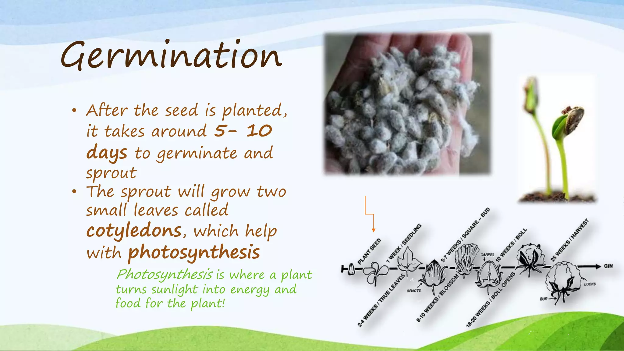 The Life Cycle of Cotton | PPTX