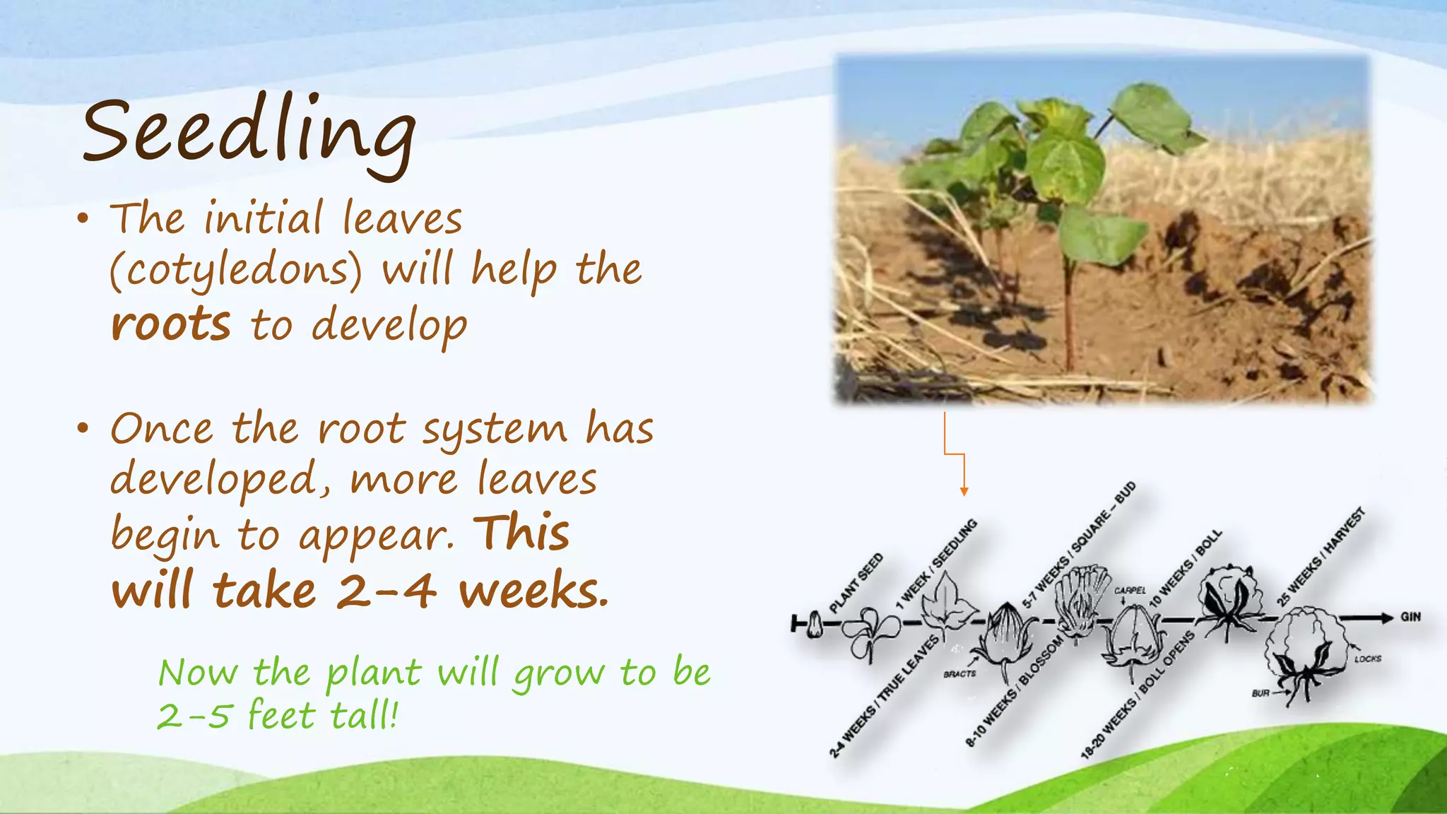 The Life Cycle of Cotton | PPTX