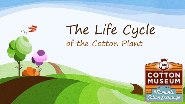 The Life Cycle of Cotton | PPTX | Agriculture | Industries