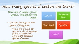 The Life Cycle of Cotton | PPTX