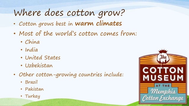 The Life Cycle of Cotton | PPTX | Agriculture | Industries