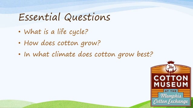 The Life Cycle of Cotton | PPTX | Agriculture | Industries