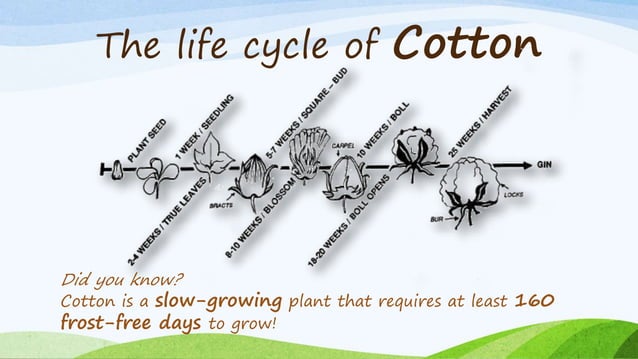 The Life Cycle of Cotton | PPTX | Agriculture | Industries