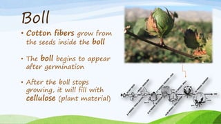The Life Cycle of Cotton | PPTX