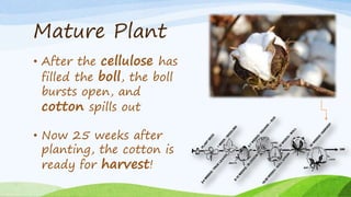 The Life Cycle of Cotton | PPTX